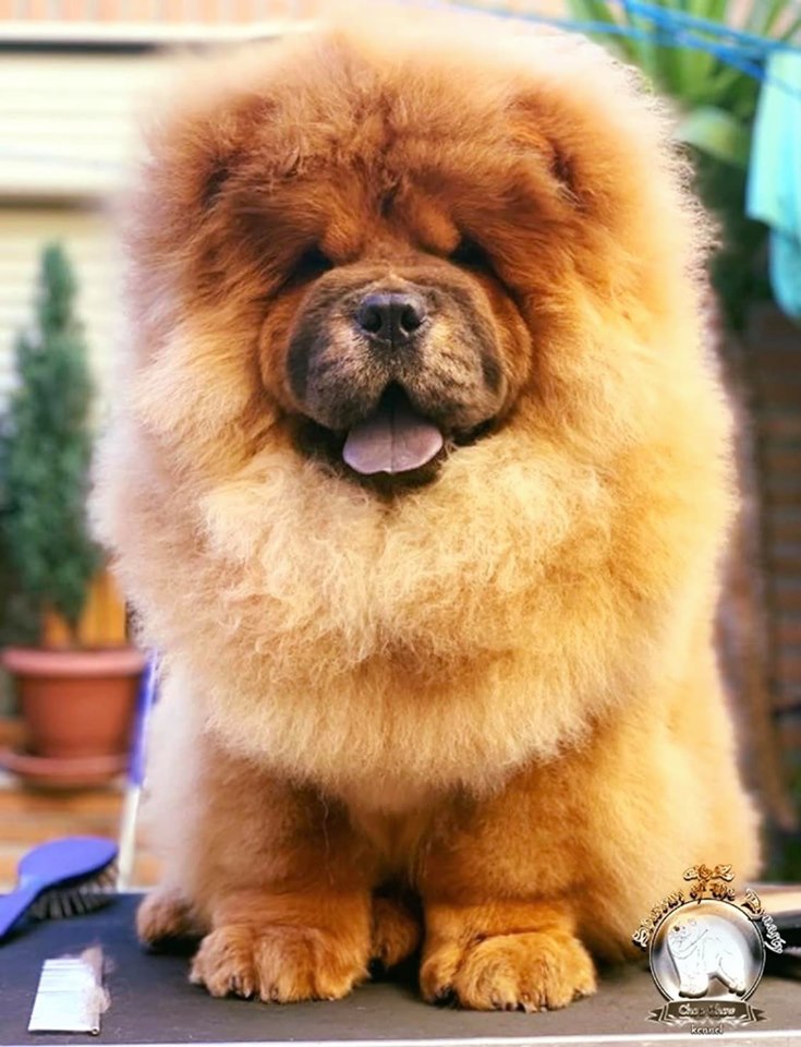 ⋆ Hembra chow chow Hope de M&Z Shadows of the Dynasty Chow Chow Oficial